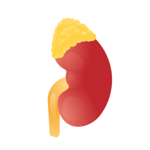 Dr. Ian Behr - Endocrine Surgeon - Rockford, IL